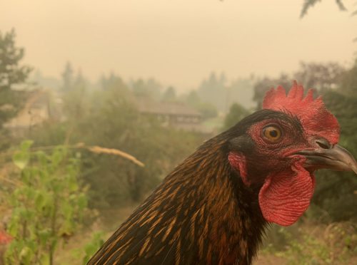 Emergency Chicken Accommodations - Backyard Poultry